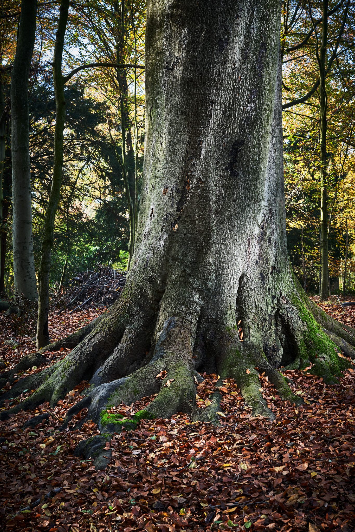 Standhaft – Frank van Groen